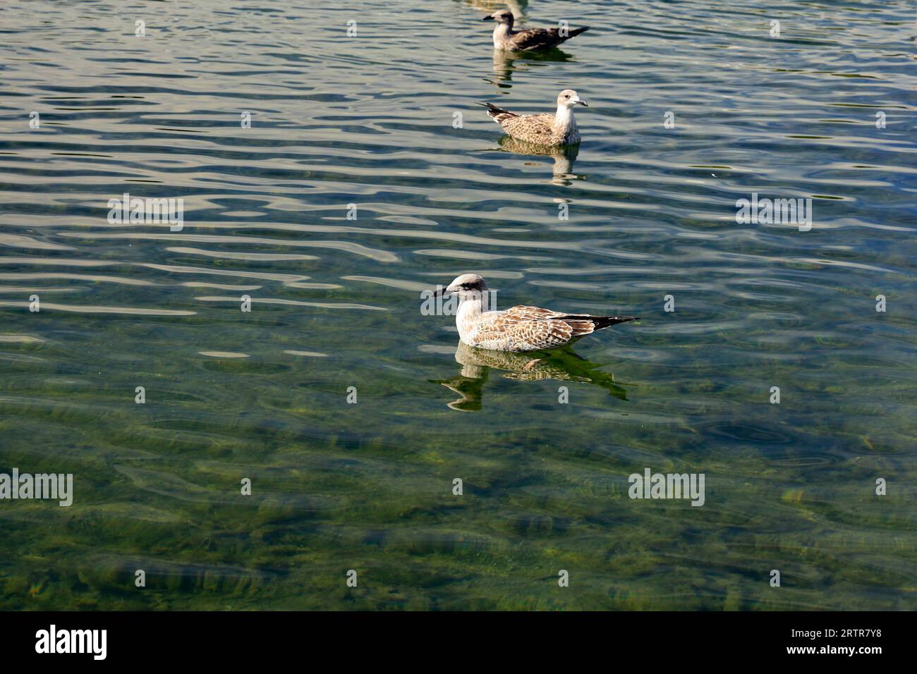 Cosmeston Lakes and Country Park, South Wales. Taken September 2023 ...