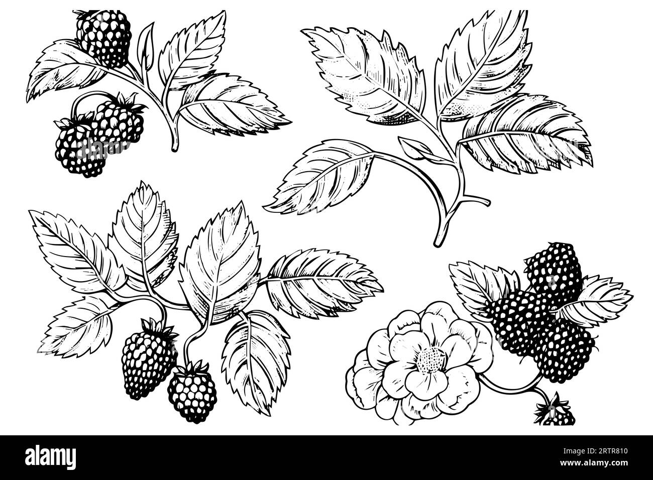 Blackberry or raspberry hand drawn ink sketch. Engraving vintage style ...