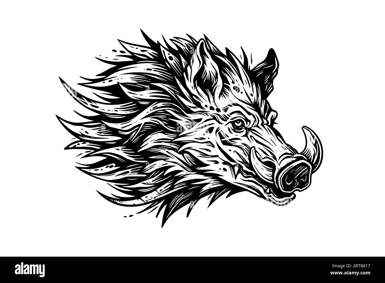 Boar or wild pig head drawing ink sketch, vintage engraved style vector ...