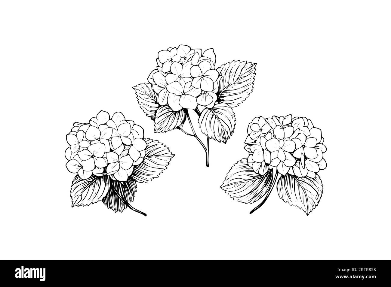 Hand drawn ink sketch hydrangea flowers. Vector illustration in ...