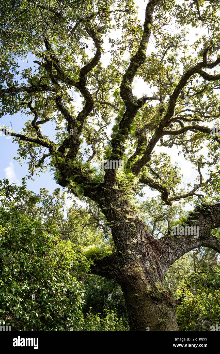 A beautiful deciduous tree with a trunk that is overgrown with moss and ...