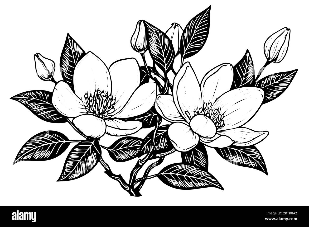 Hand drawn magnolia flower ink sketch. Engraving style vector ...