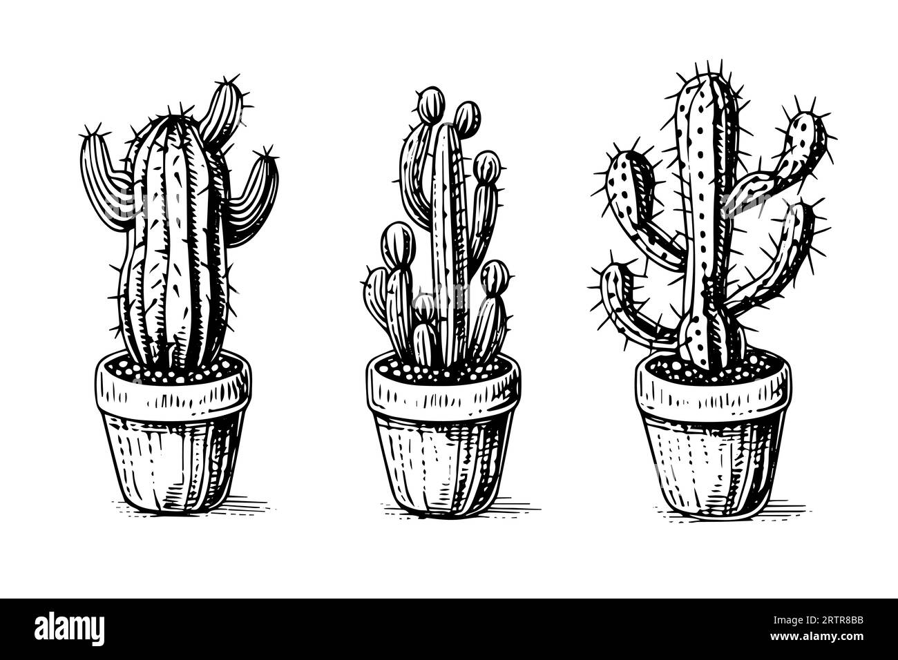 Set Of Cactus In Engraving Style Vector Illustration Cactus Hand Drawn