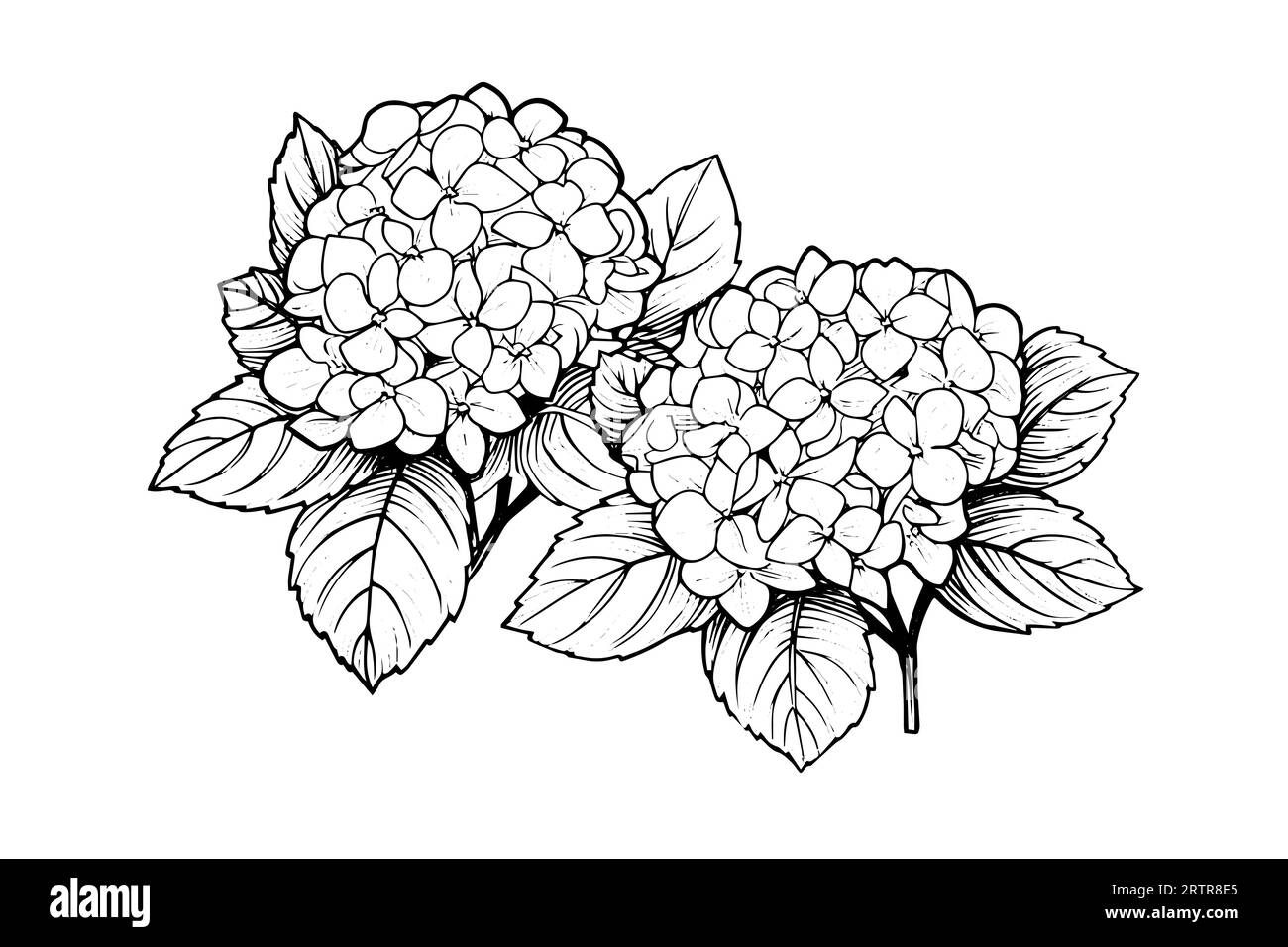 Hand drawn ink sketch hydrangea flowers. Vector illustration in ...