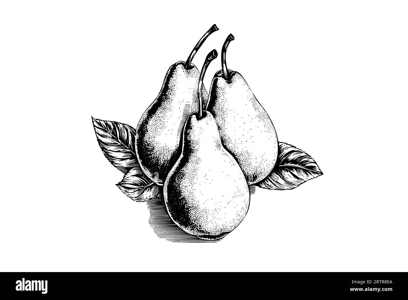 Set of pears. Ink sketch isolated on white background. Hand drawn ...