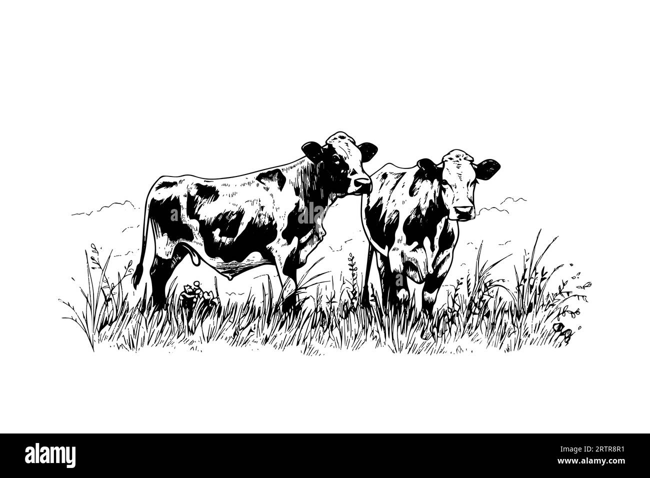 Two cow grazes in the field. Vector hand drawn engraving style ...