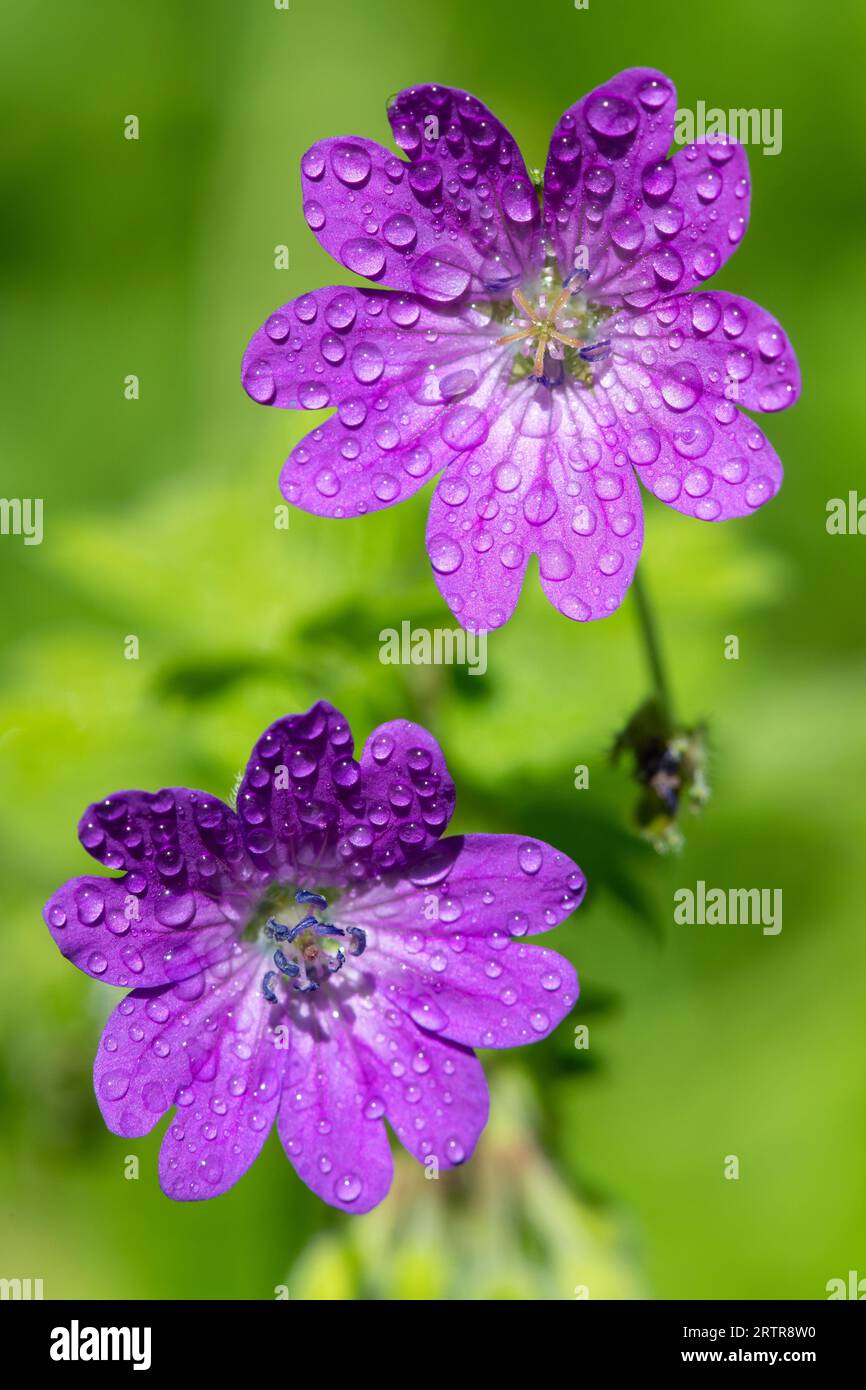 Macro shot of hedgerow geraniums (geranium pyrenaicum) in bloom Stock ...