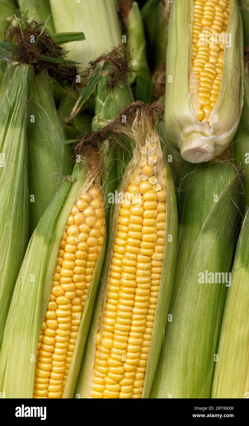 Green cobs hi-res stock photography and images - Alamy
