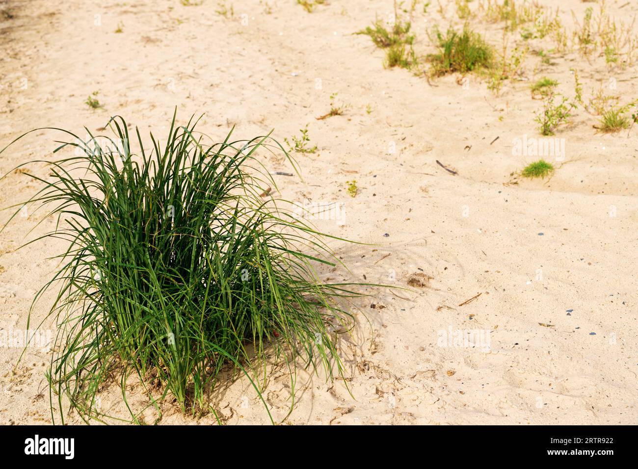 Beach grass surrounded by sand. Bunch of growing grass on dunes Stock ...
