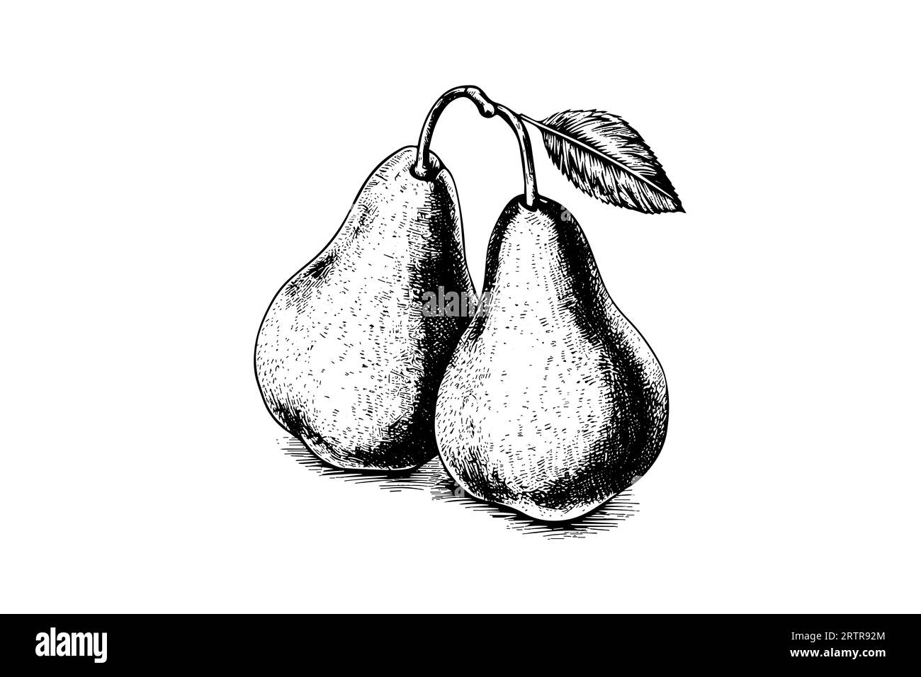 Set of pears. Ink sketch isolated on white background. Hand drawn ...