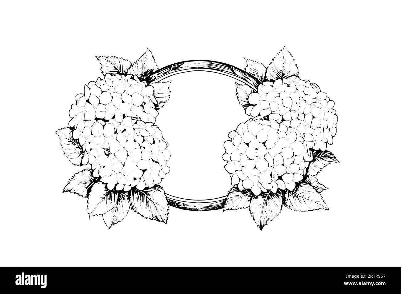 Hand drawn ink sketch hoop with hydrangea flowers. Vector illustration ...