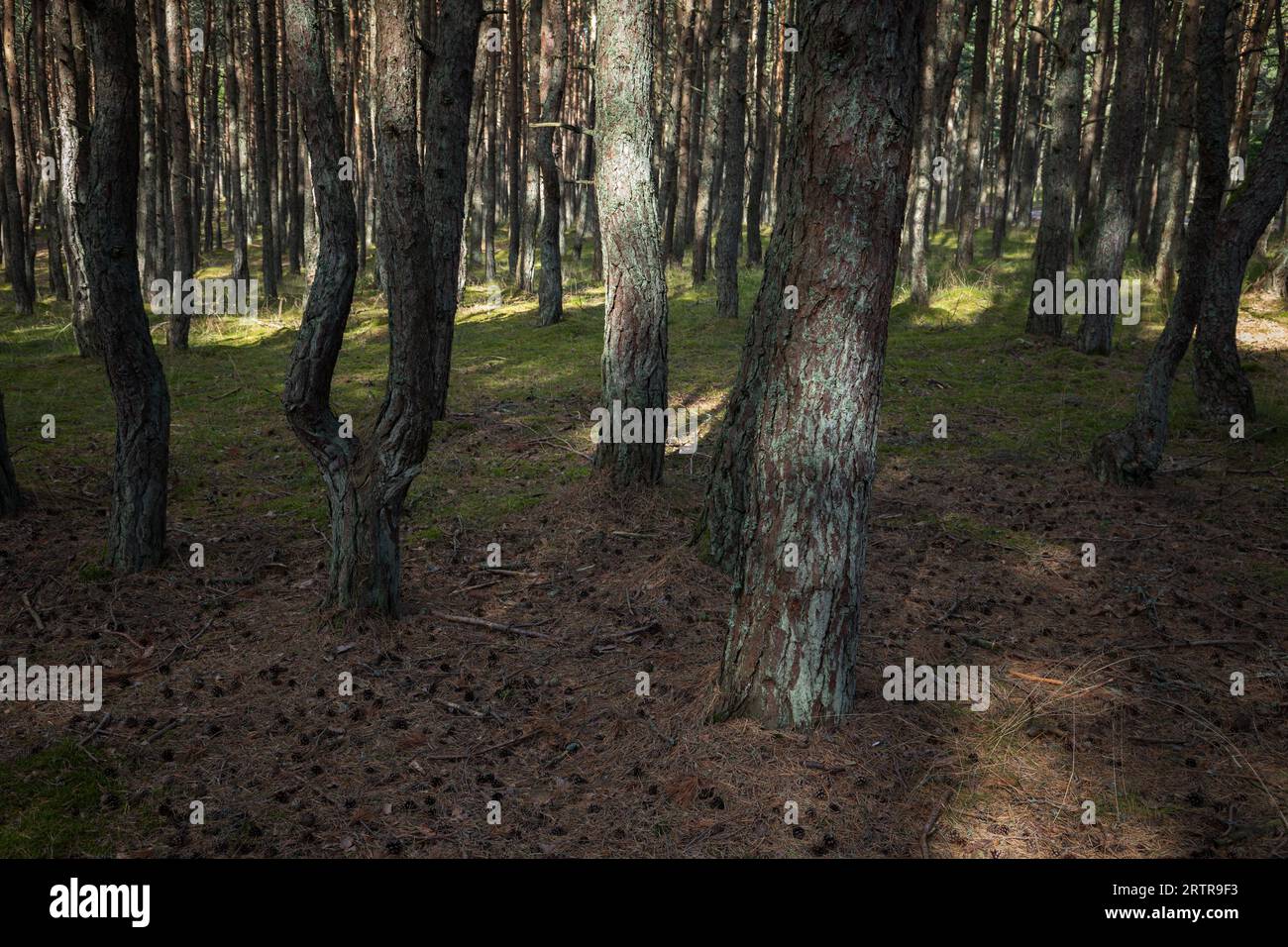 Landscape photo of The Dancing Forest. Pine forest on the Curonian Spit ...
