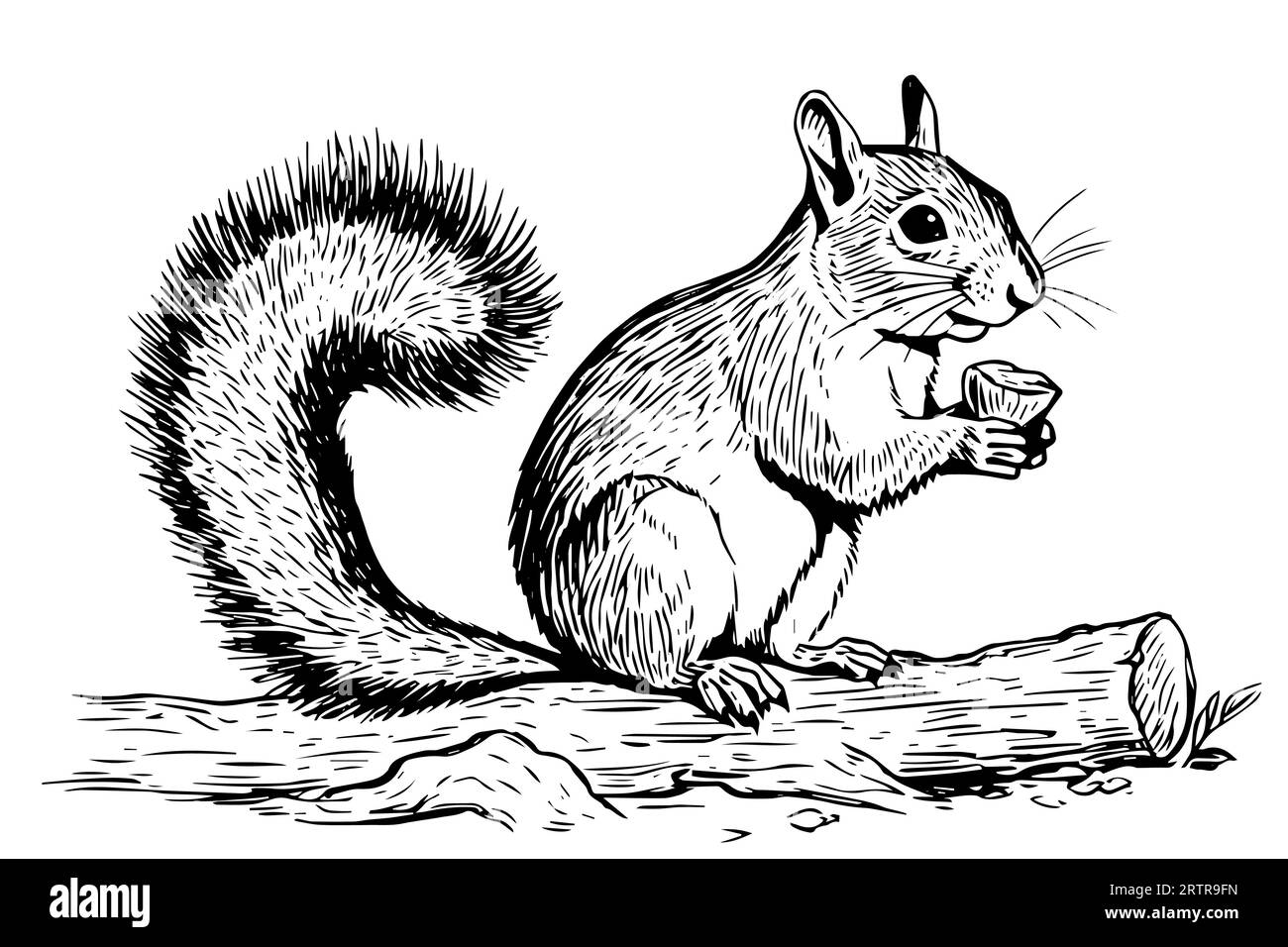 Squirrel sitting ink sketch hand drawn engraved style Vector ...