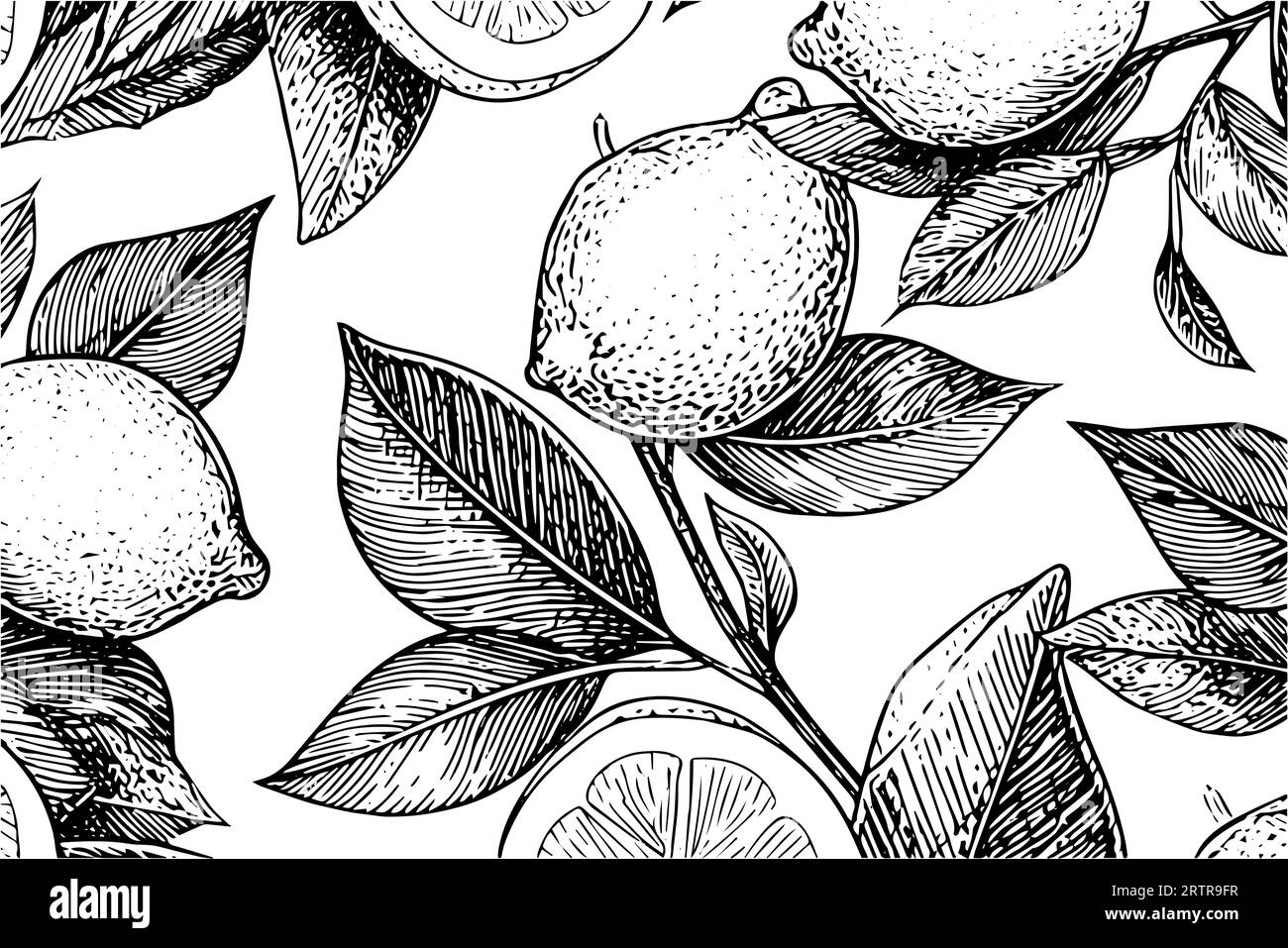 Hand drawn ink sketch vector illustration of lemon. Citrus in engraving style vector ...
