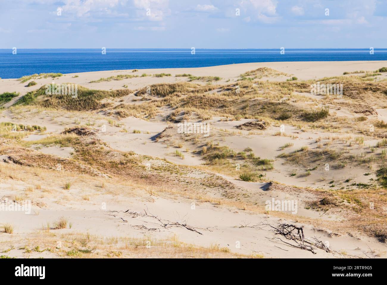 Curonian Spit landscape, sandy coastal dunes with grass. Kaliningrad ...