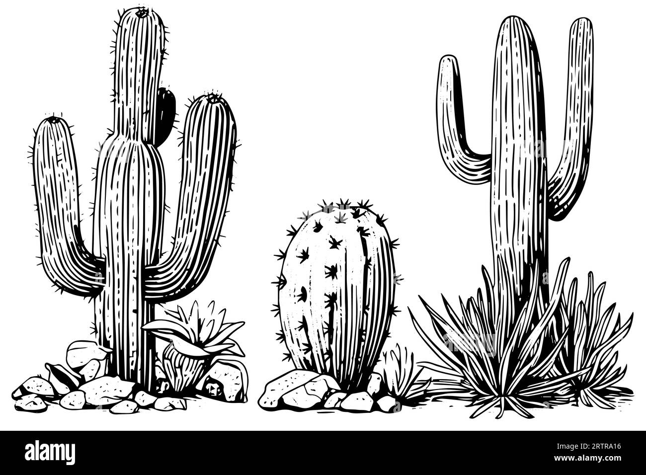 Set Of Cactus In Engraving Style Vector Illustration Cactus Hand Drawn