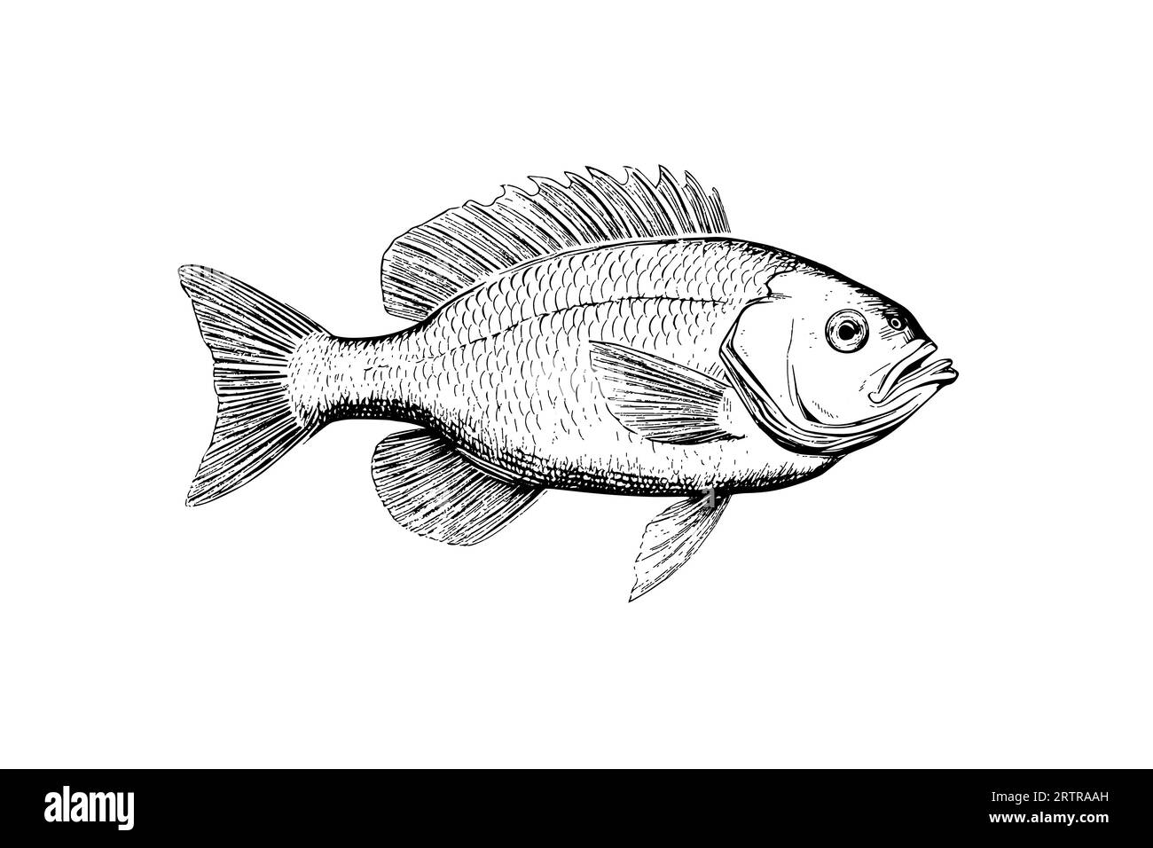 Perch hand drawn engraving fish isolated on white background. Vector ...