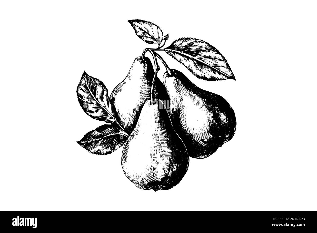 Set of pears. Ink sketch isolated on white background. Hand drawn ...