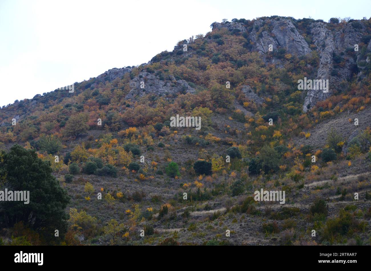 Mixed Mediterranean mountain forests in Moncayo massif, northeastern ...