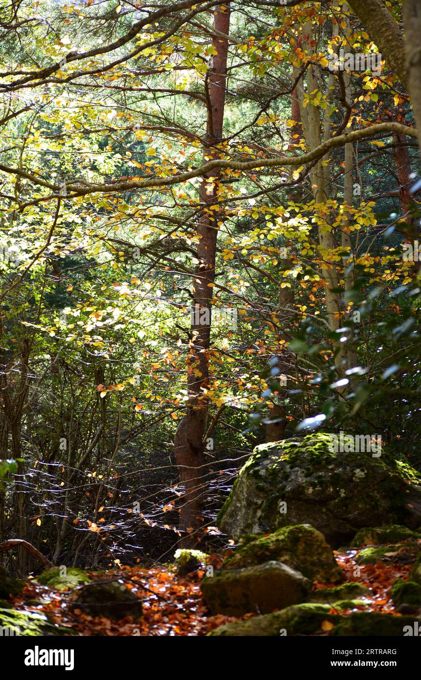 Mixed Mediterranean mountain forests in Moncayo massif, northeastern ...