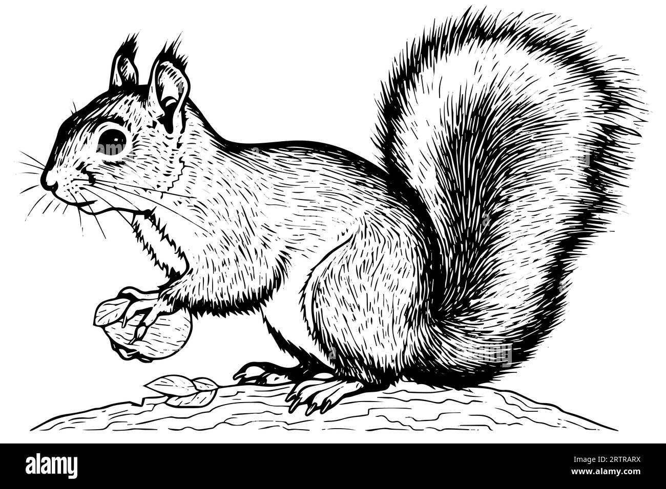 Squirrel sitting ink sketch hand drawn engraved style Vector ...