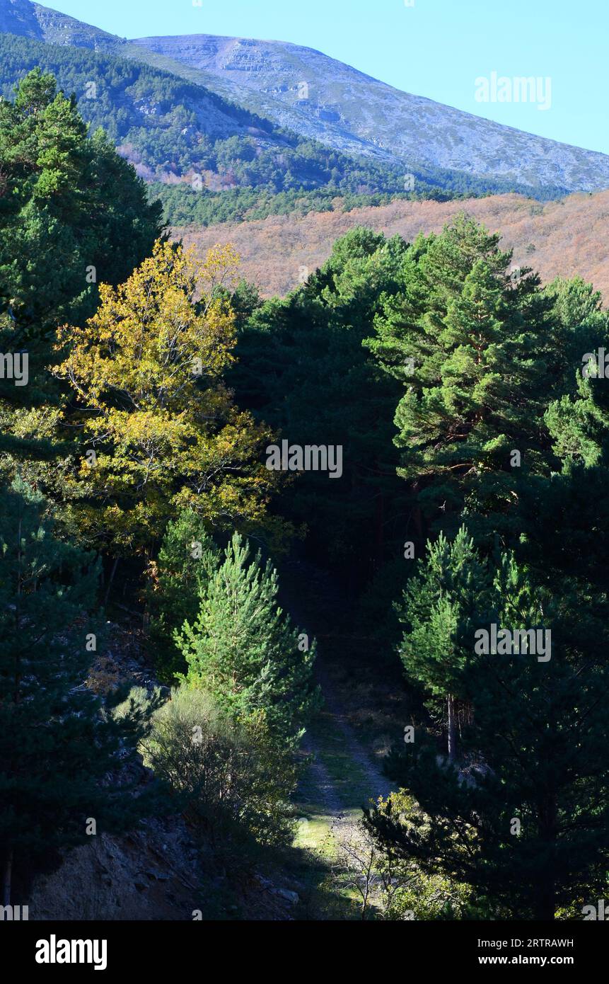 Mixed Mediterranean mountain forests in Moncayo massif, northeastern ...