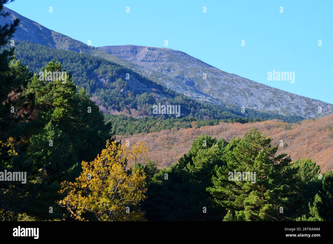Mixed Mediterranean mountain forests in Moncayo massif, northeastern ...