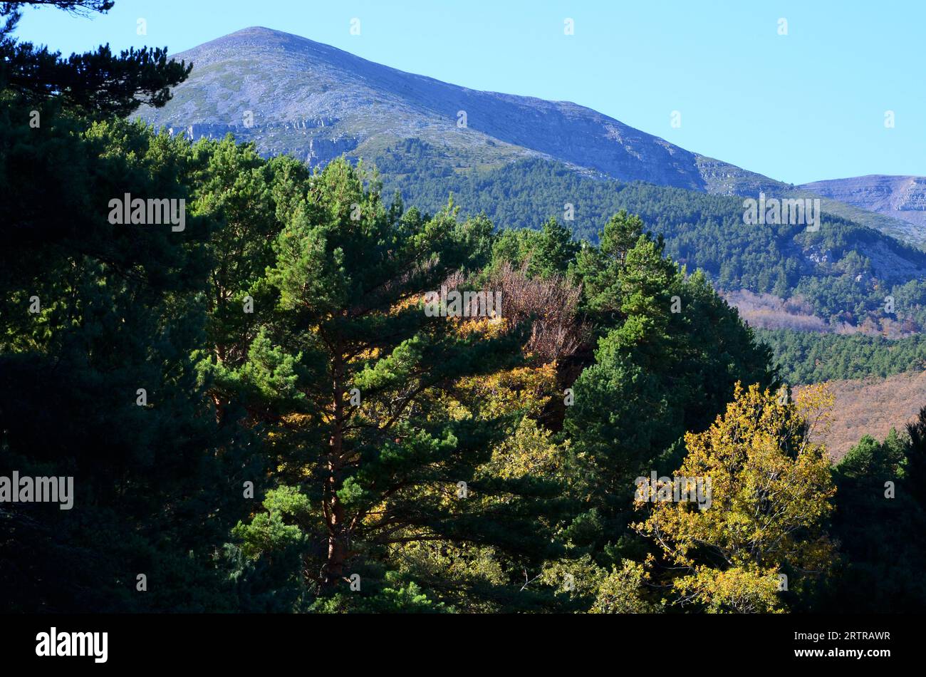 Mixed Mediterranean mountain forests in Moncayo massif, northeastern ...