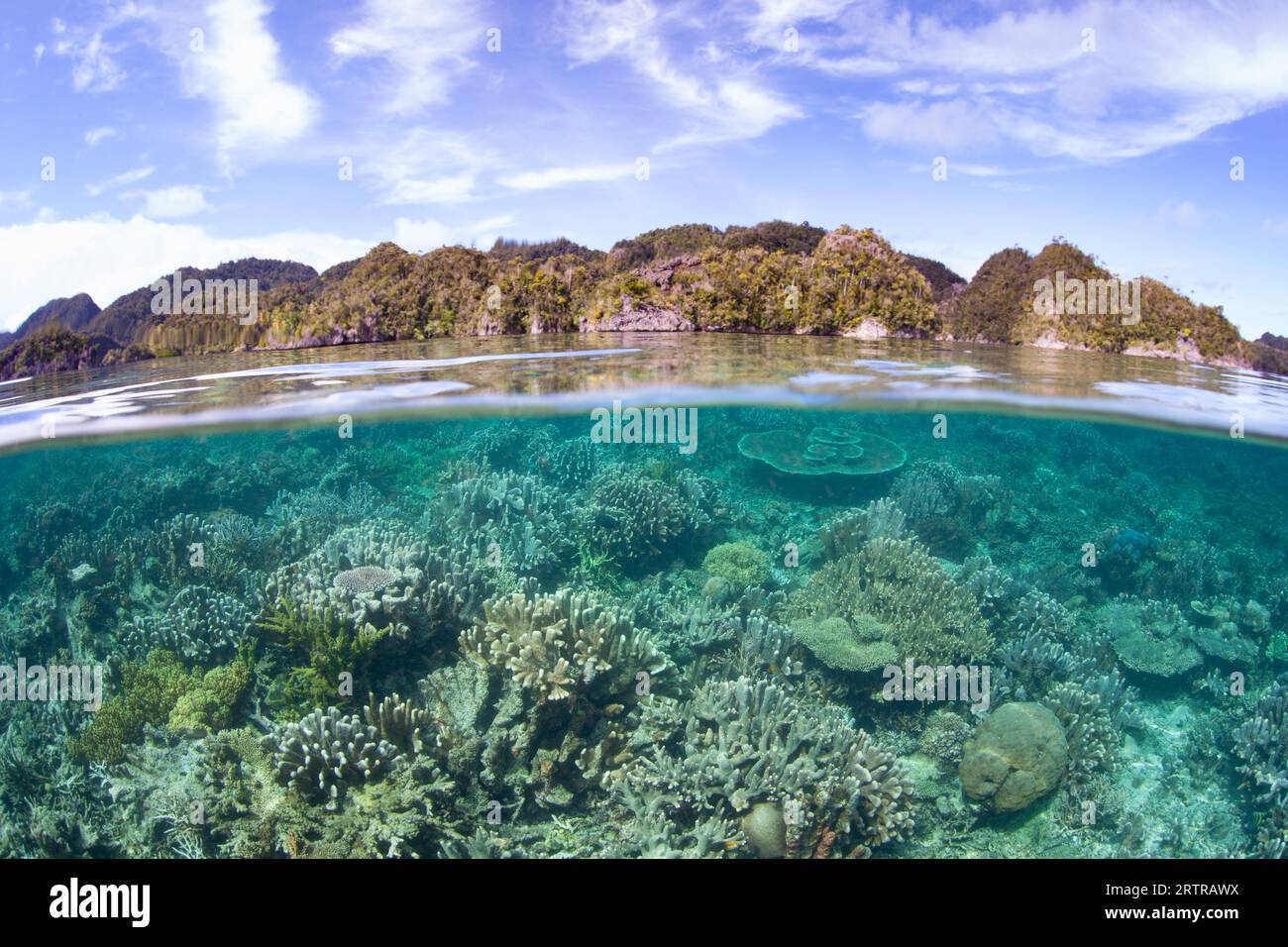 A robust coral reef, full of healthy hard and soft corals, thrives in ...