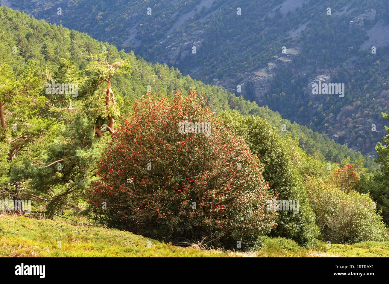 Mixed Mediterranean mountain forests in Moncayo massif, northeastern ...