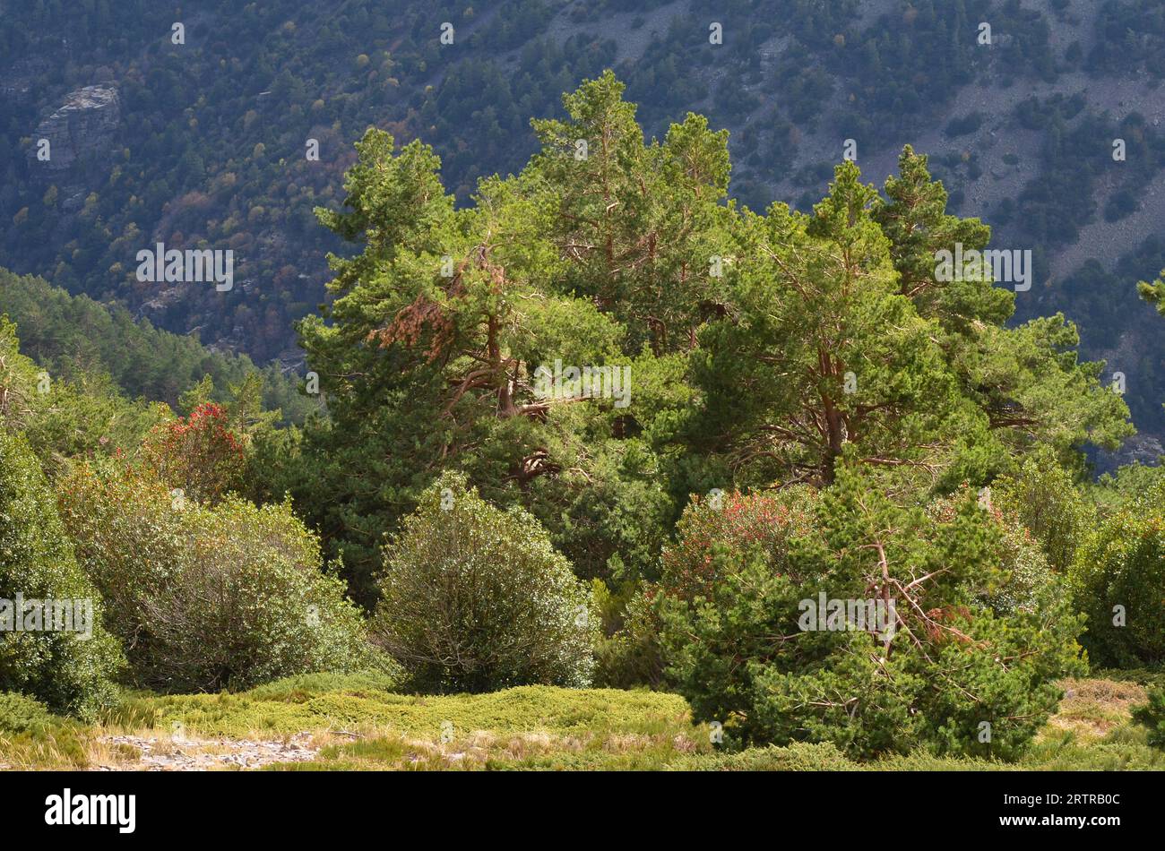 Mixed Mediterranean mountain forests in Moncayo massif, northeastern ...