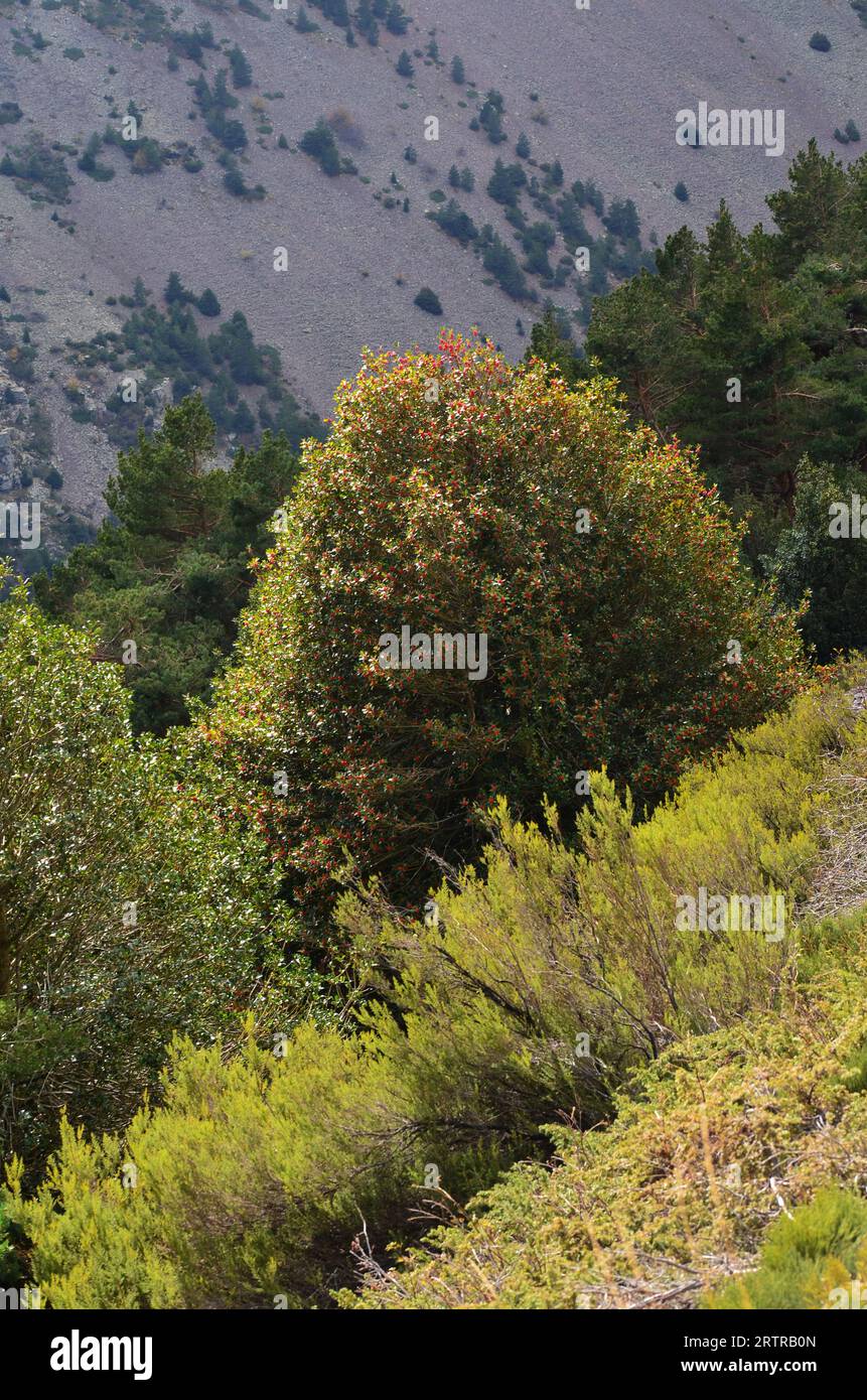 Mixed Mediterranean mountain forests in Moncayo massif, northeastern ...