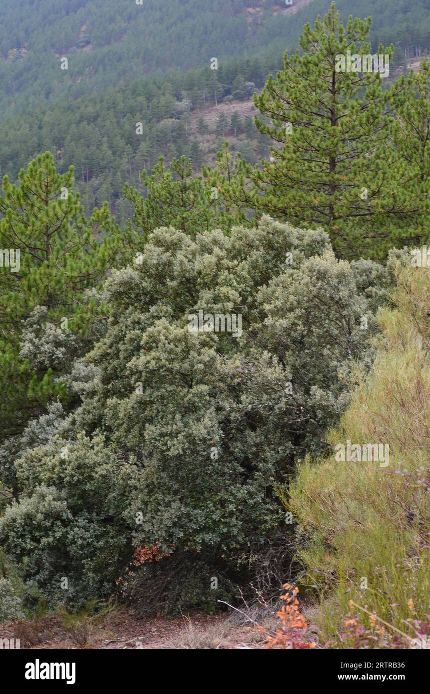 Mixed Mediterranean mountain forests in Moncayo massif, northeastern ...