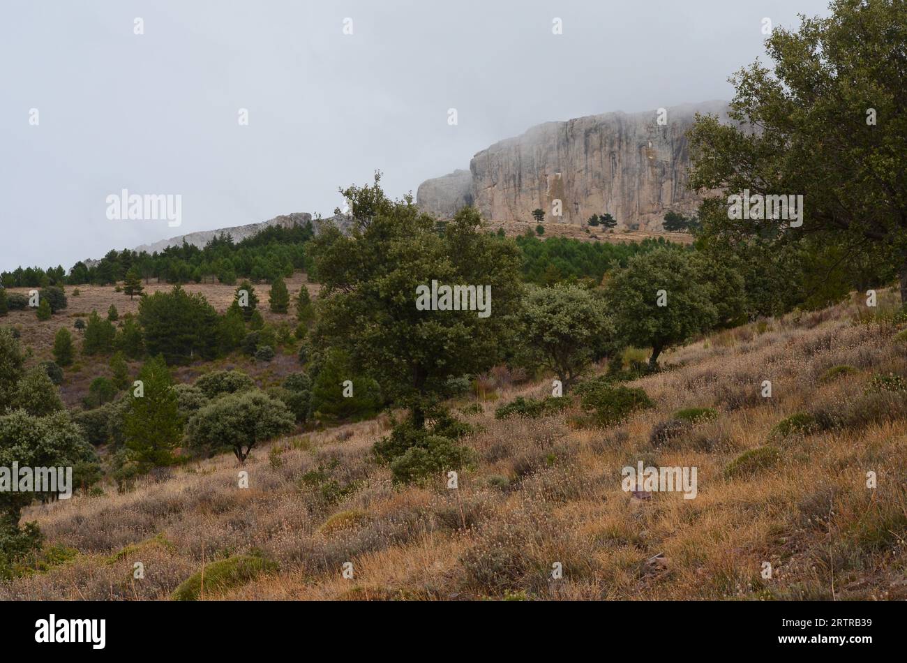 Mixed Mediterranean mountain forests in Moncayo massif, northeastern ...