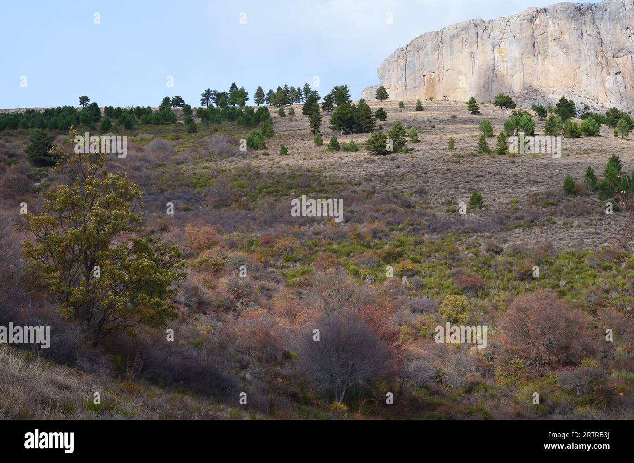 Mixed Mediterranean mountain forests in Moncayo massif, northeastern ...