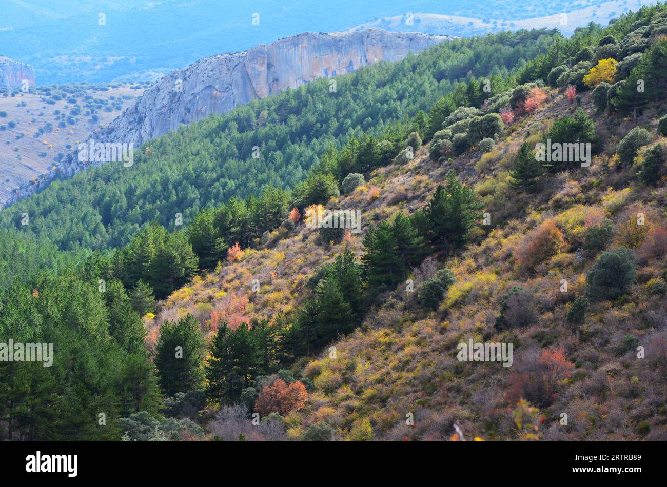 Mixed Mediterranean mountain forests in Moncayo massif, northeastern ...