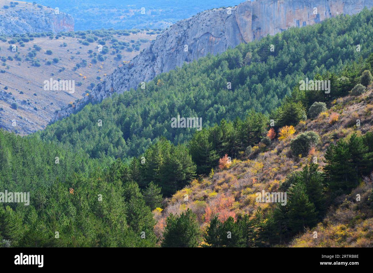 Mixed Mediterranean mountain forests in Moncayo massif, northeastern ...