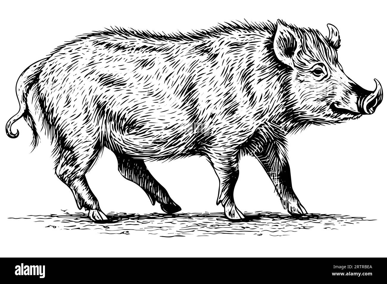 Boar or wild pig drawing ink sketch, vintage engraved style vector ...