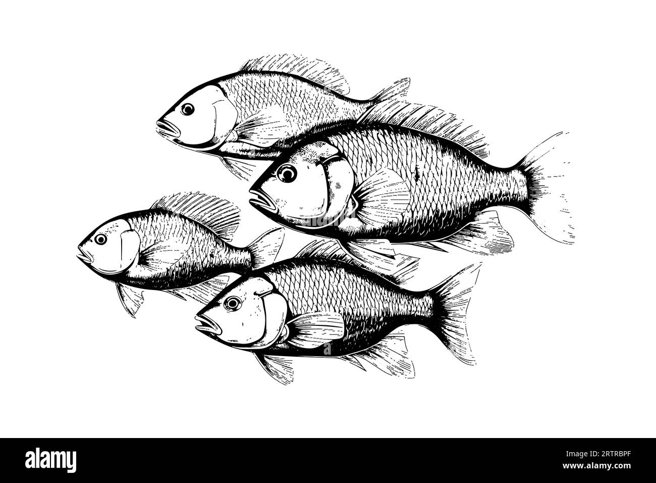 Flock of fish hand drawn engraving isolated on white background. Vector ...