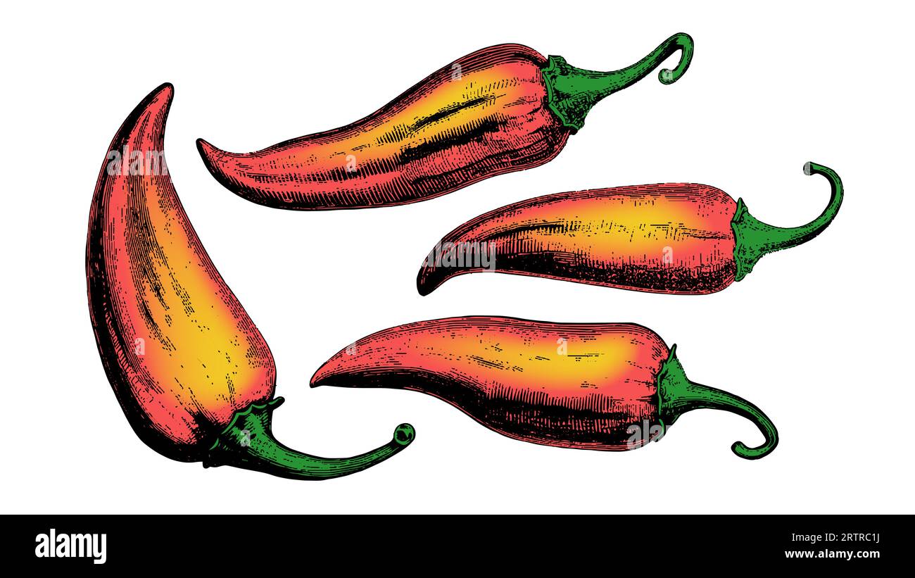 Hand drawn engraving style pepper chilli illustration pack. Vintage ...