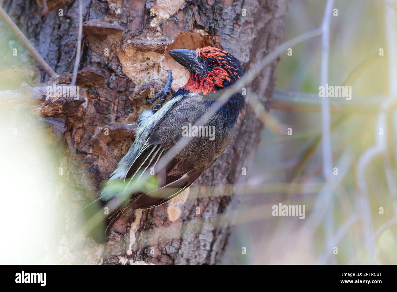 Black-collared Barbet (Lybius torquatus), Kruger National Park, South ...