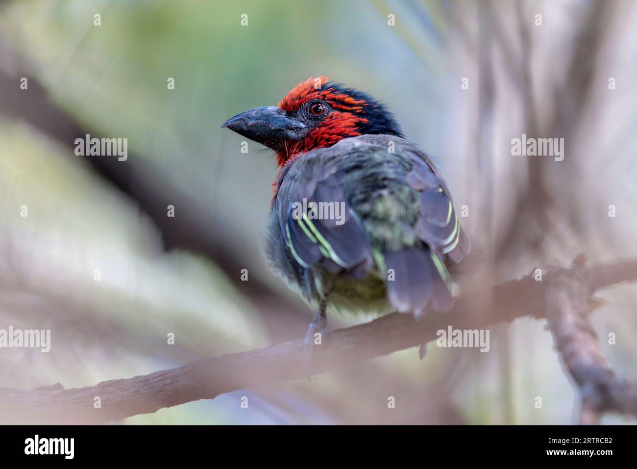 Black-collared Barbet (Lybius torquatus), Kruger National Park, South ...