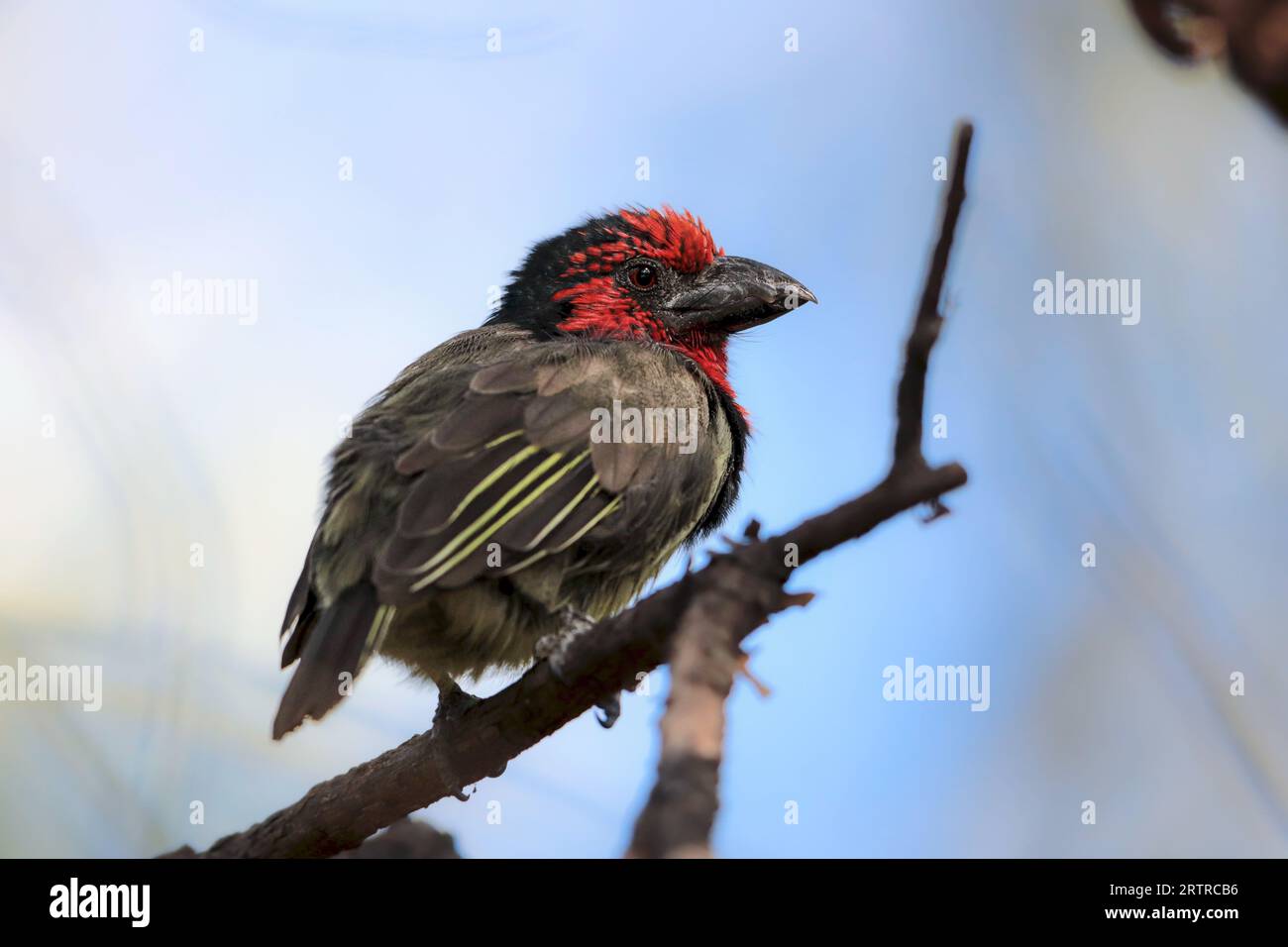 Black-collared Barbet (Lybius torquatus), Kruger National Park, South ...