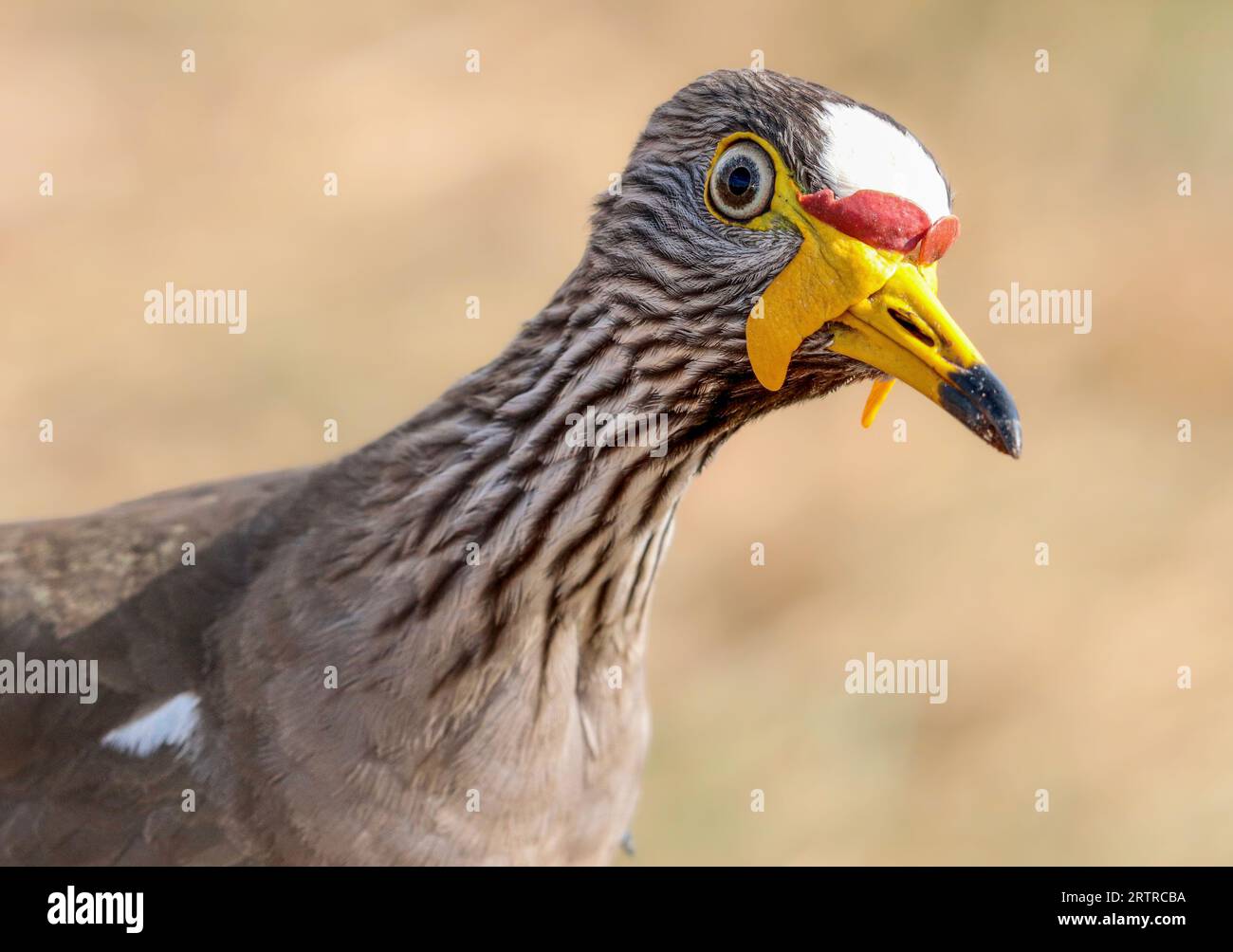 African Wattled Lapwing or Plover (Vanellus senegallus), Kruger ...