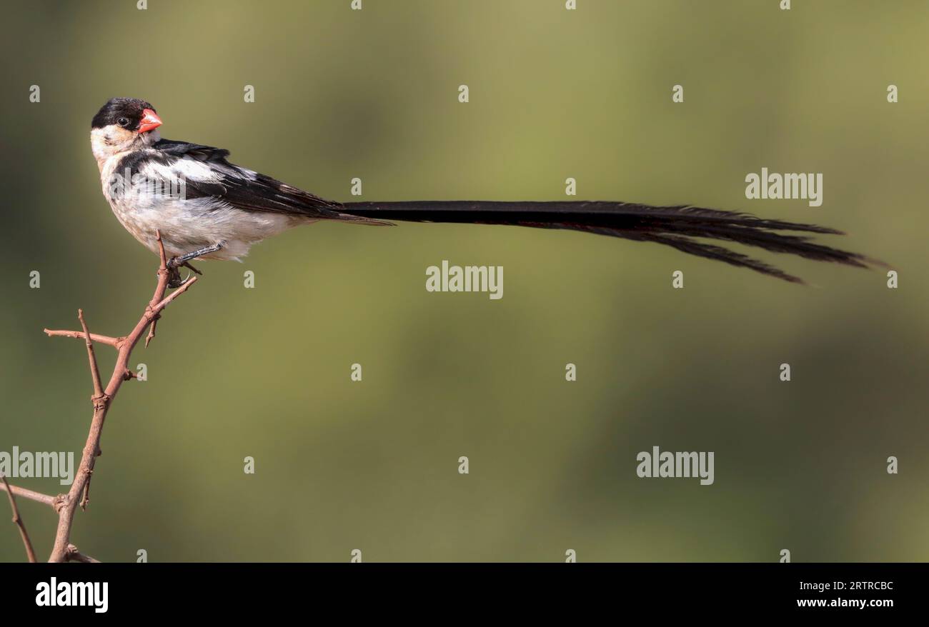 Male Pin-tailed Whydah (Vidua macroura) in breeding plumage, Kruger ...