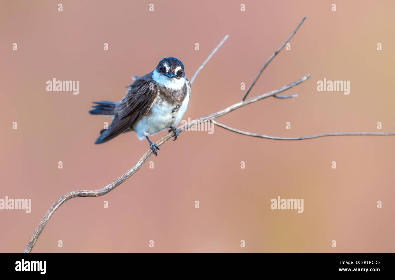 Seasonal species travel hi-res stock photography and images - Alamy