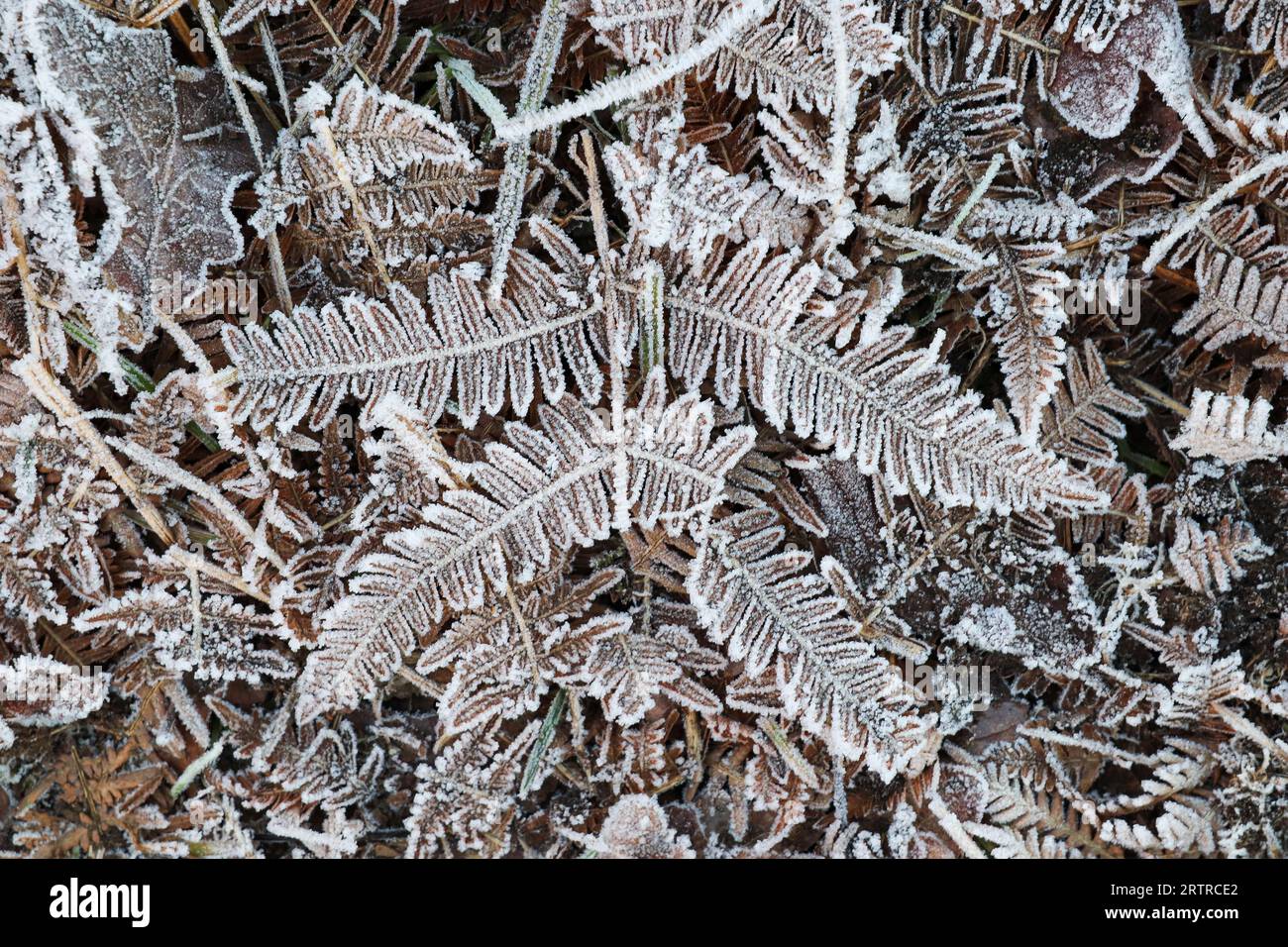 Icy kingdom hi-res stock photography and images - Alamy