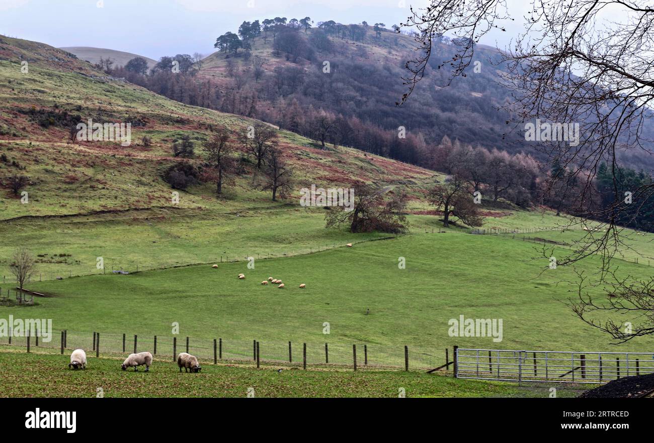 Sheep farming scotland farm hi-res stock photography and images - Alamy
