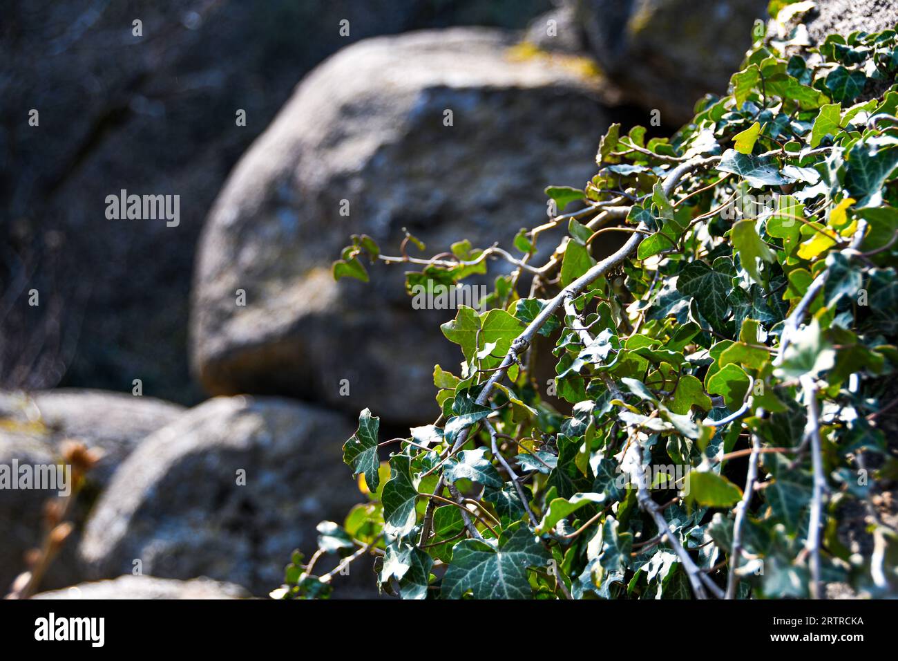 English ivy leaves hi-res stock photography and images - Alamy