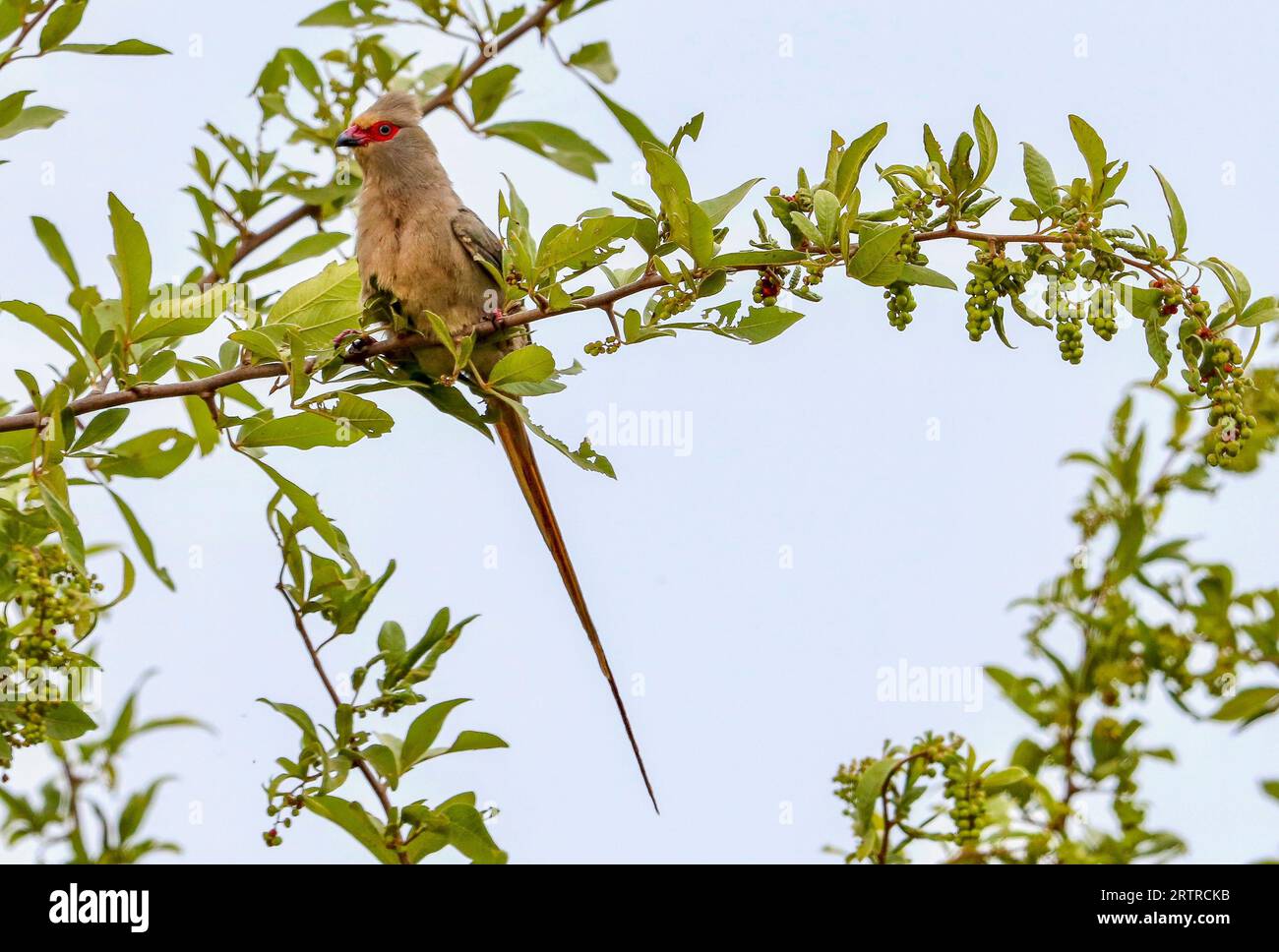 Red-faced Mousebird (Urocolius indicus), Kruger National Park, South ...